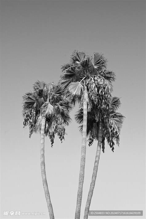 椰树摄影图田园风光自然景观摄影图库昵图网