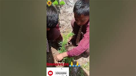 vishva paryavaran divas ki hardik shubhkamnaen 🌳🌳🌻🏞️ paurigarhwal environment devbhoomi