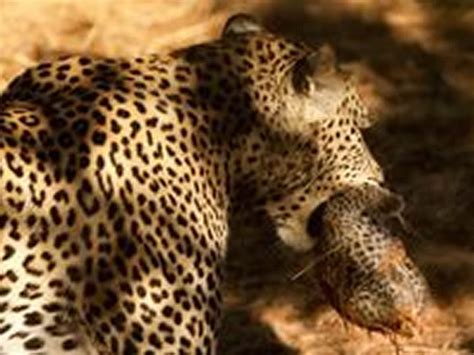 Rare Picture Male Leopard Kills Eats Cub 神秘的地球 科学自然地理探索