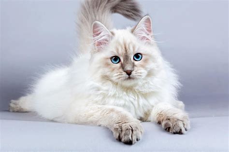 Siberian Cat Gatto Siberiano Razze Di Gatti Gatti