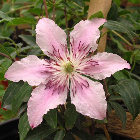 Dulux Pink Clematis At Basil Diaz Blog