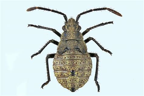 Bug Nymph Bugguide Net