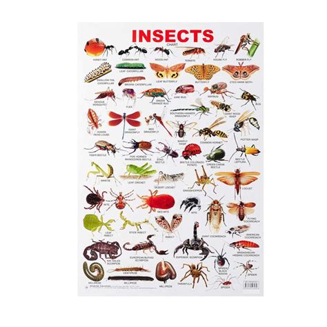 Educational Chart Insects