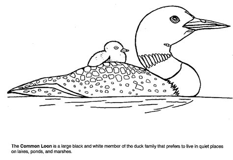 Maine State Bird Coloring Page