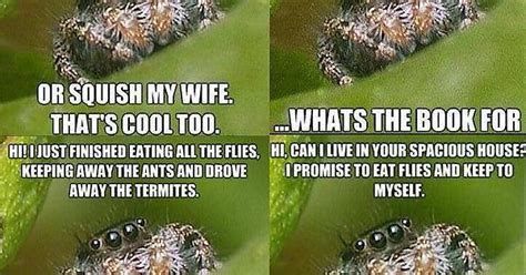 Classic Misunderstood Spider Imgur