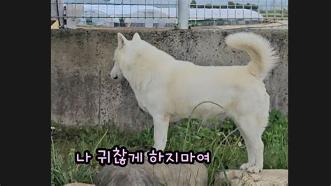 오늘 기분이 센치하다는 백구 행복이 진돗개 반려견 감상적 전원주택 Youtube