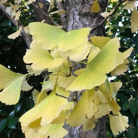 Ginkgo Biloba Autumn Gold