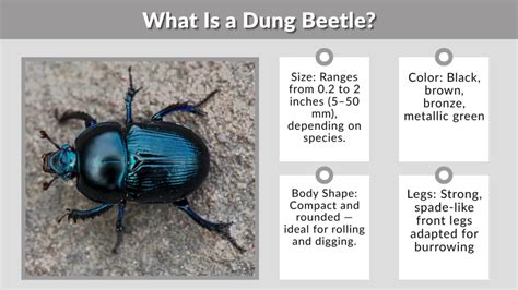 Dung Beetles Natures Tiny Recyclers And The Masters Of The Manure World