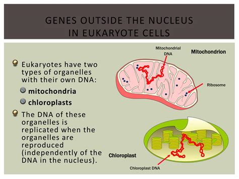 Ppt Genes Genome And Dna Powerpoint Presentation Free Download Id