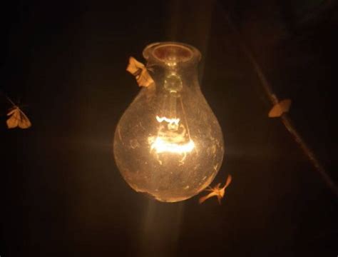 Green Drinks The Effects Of Light Pollution On Wildlife Conserving