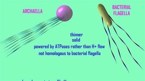 Archaea Diagram