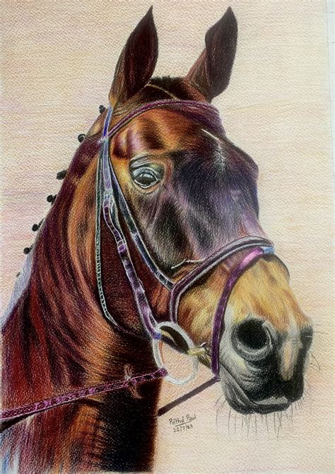 How To Draw A Horse With Colored Pencils