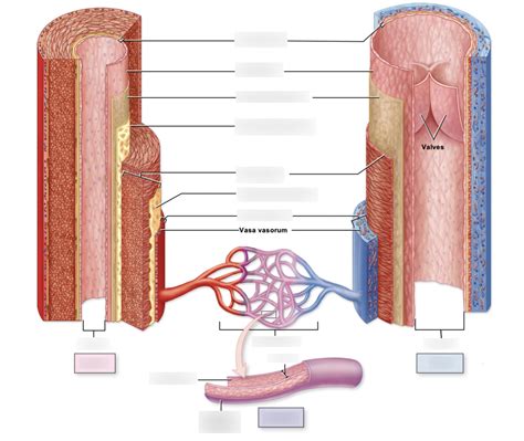 Anatomy Lab Artery And Vein Diagram Quizlet