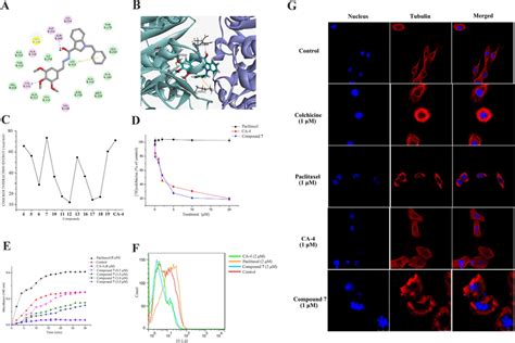 Compound 7 Binds To The Colchicine Binding Site Of Tubulin And Inhibits
