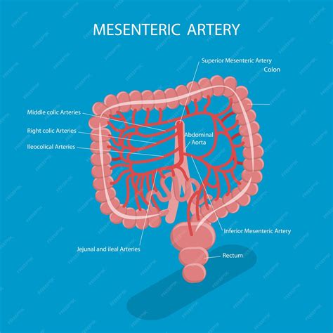Premium Vector 3d Isometric Flat Vector Illustration Of Mesenteric Artery