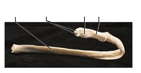 Rib Structure Diagram Quizlet