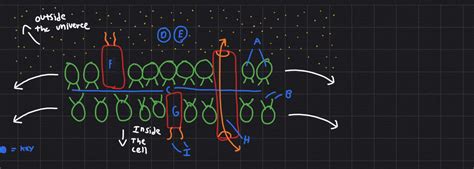Bio Diagram Quizlet