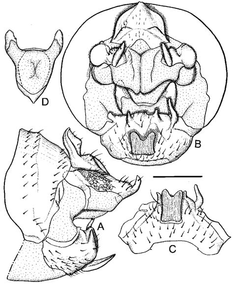 Male Genitalia Of T Magnomixtum A Lateral View B Posterior View Download Scientific
