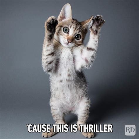 71 Hilarious Cat Memes You Will Laugh At Every Time