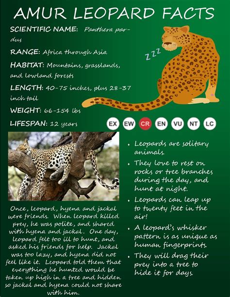 Fascinating Facts About The Amur Leopard