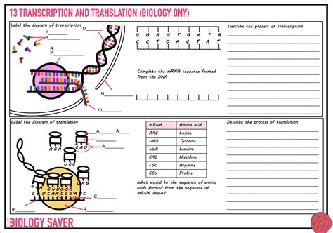 Gcse Biology Revision Mats 13 Reproduction Teaching Resources