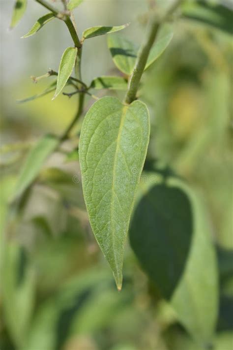 White Swallow Wort Stock Image Image Of Botany White 332003873