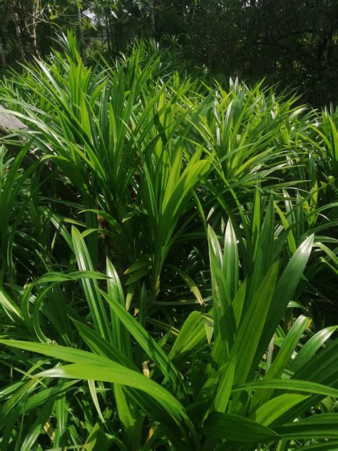 斑兰叶图大山谷图库