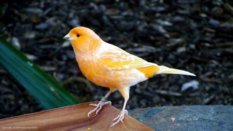 Canary Bird Wallpapers Top Free Canary Bird Backgrounds Wallpaperaccess