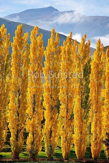 Lombardy Poplars Poplar Tree Columnar Trees Country Garden Design