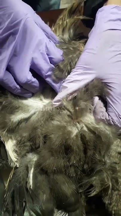 Ectoparasite Collection 🐛 Youtube