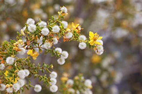 Creosote Bush Joshua Tree National Park Us National Park Service
