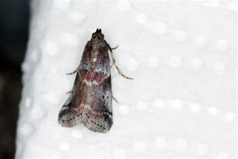 590 Pyralidae Foto Foto Stok Potret And Gambar Bebas Royalti Istock