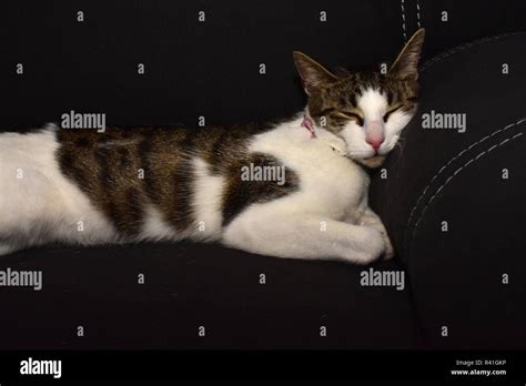 Domestic Tabby Cat Stock Photo Alamy