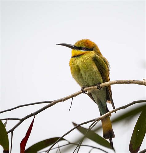 Rainbow Bee Eater Photo Review
