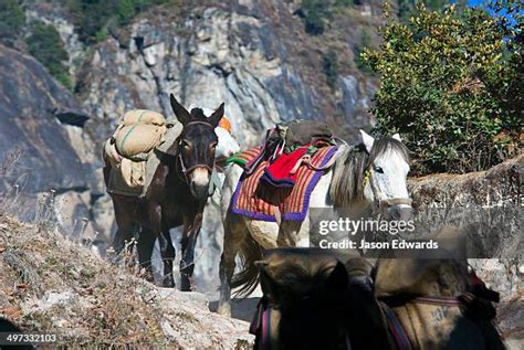 Mule Train Photos And Premium High Res Pictures Getty Images