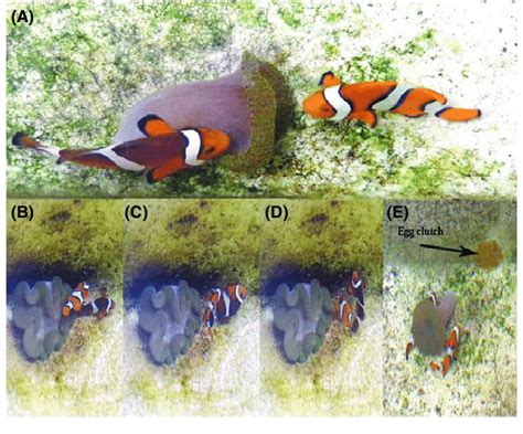 Clownfish Larvae