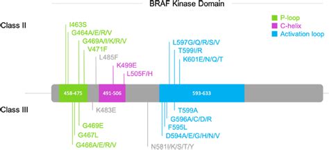 Position Of The Selected Braf Classes Ii And Iii Mutations In A