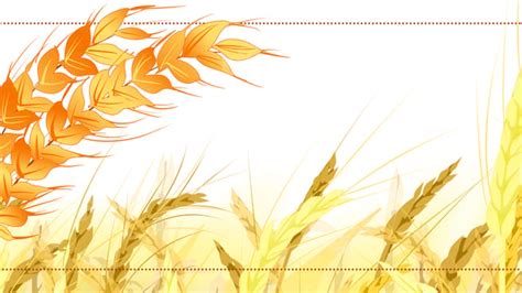 Best Wheat Field Powerpoint Background For Presentation