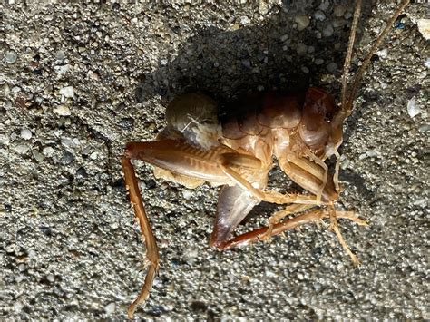 Is This A Grasshoppercockroach Mix Does Anyone Know What This Insect Is Rwhatsthisbug