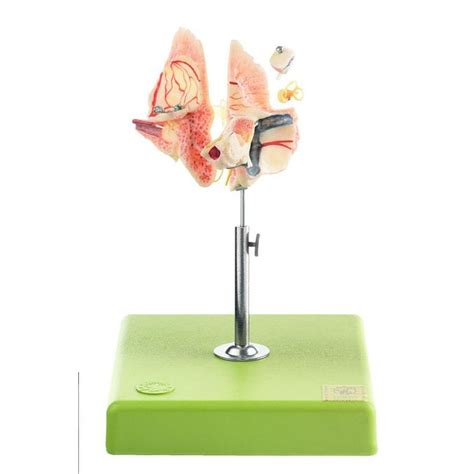 Qs 8 54 Artificial Temporal Bone Biomedical Models