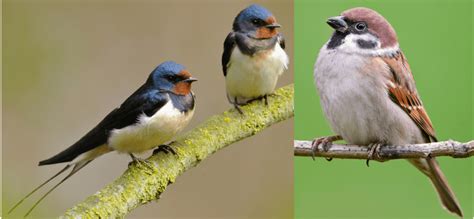 Indian Birds With Name