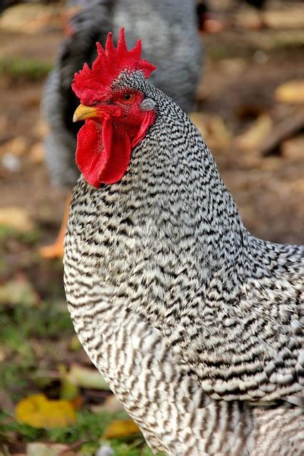 Beth Checketts Bethchecketts Profile Pinterest