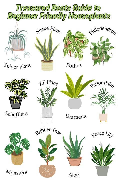 Beginner Friendly Houseplants Houseplants Indoor Plants Lucky Plant