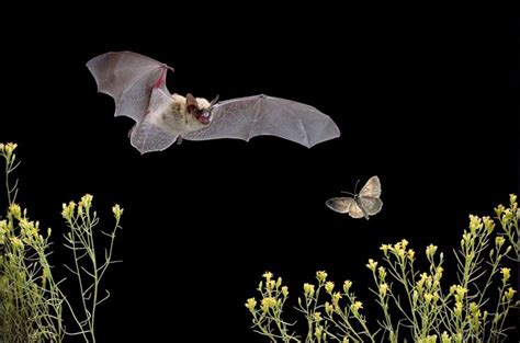 Fotógrafo Estadounidense Capta Imágenes Nocturnas De Un Murciélago 4