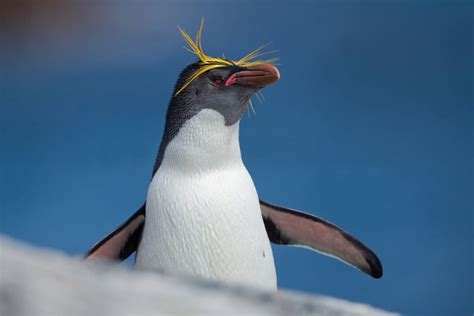 Macaroni Penguin