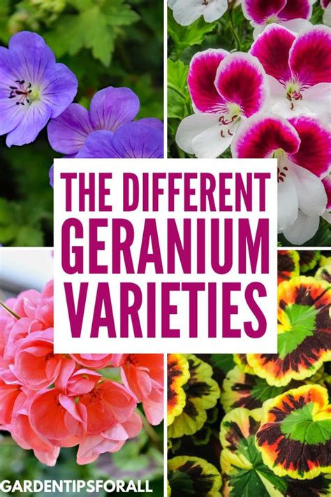 15 Different Types Of Geraniums With Pictures