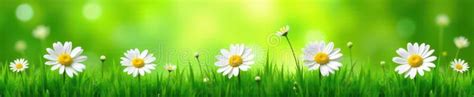 Linear Arrangement Of Daisies Green Grass Elegant Simple Nature