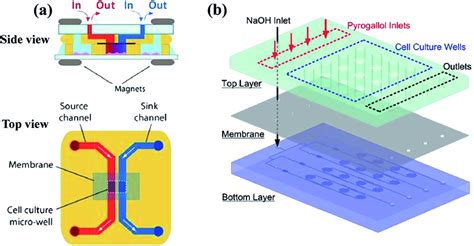 Examples Of Multi Layer Concentration Gradient Generators Of Membrane Download Scientific