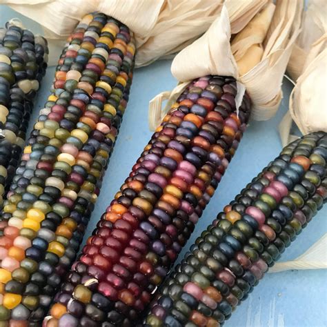 Glass Gem Corn Organic Seeds Hudson Valley Seed Company