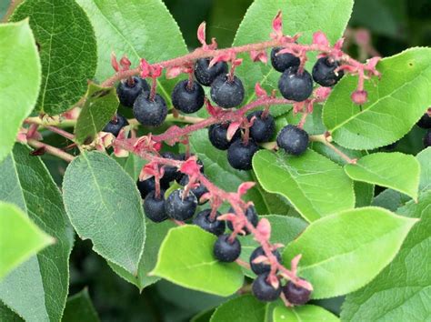 A Quick And Juicy Guide To Berries Of The Northwest The Whole U